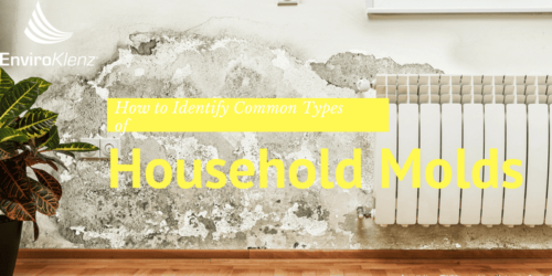 How to Identify Common Types of Household Molds - EnviroKlenz