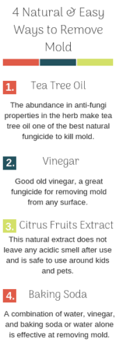 4 Natural and Easy Ways to Remove Mold - EnviroKlenz