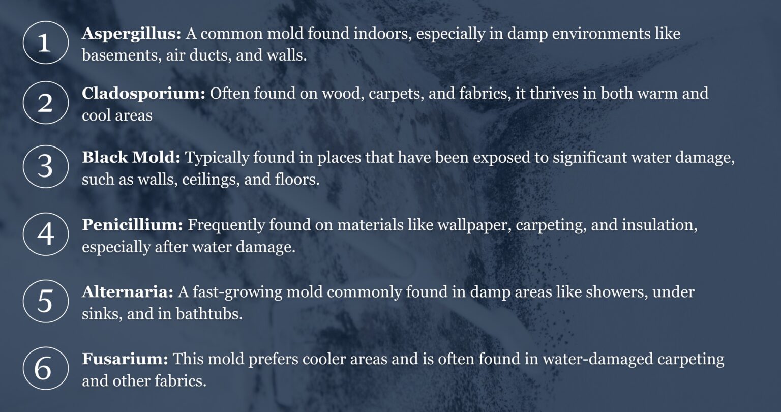 How To Detect Mold With A Blacklight - EnviroKlenz