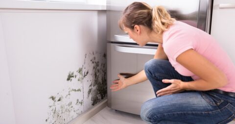 What Does Mold Smell Like in Walls - How to Know - EnviroKlenz