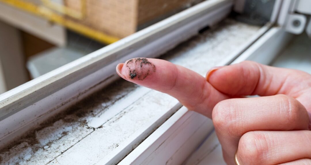 Black Mold vs Dust in Your Home – What’s the Difference - EnviroKlenz