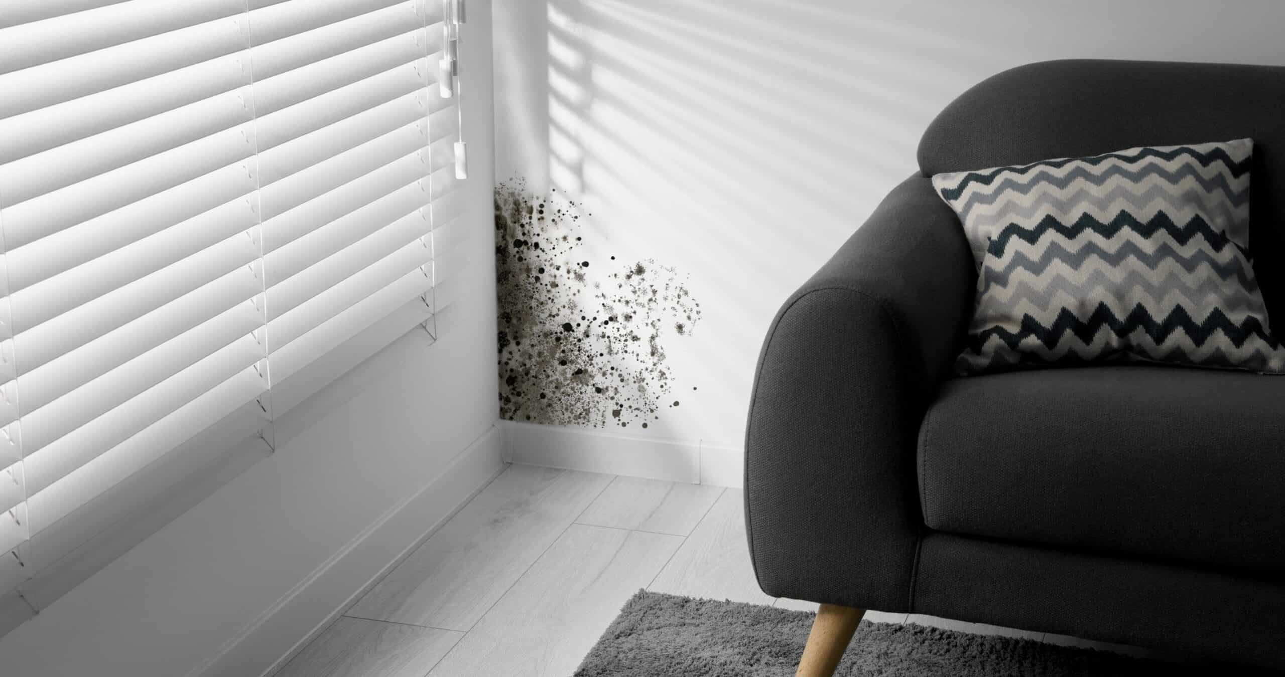 Black Mold vs Dust in Your Home – What’s the Difference - EnviroKlenz