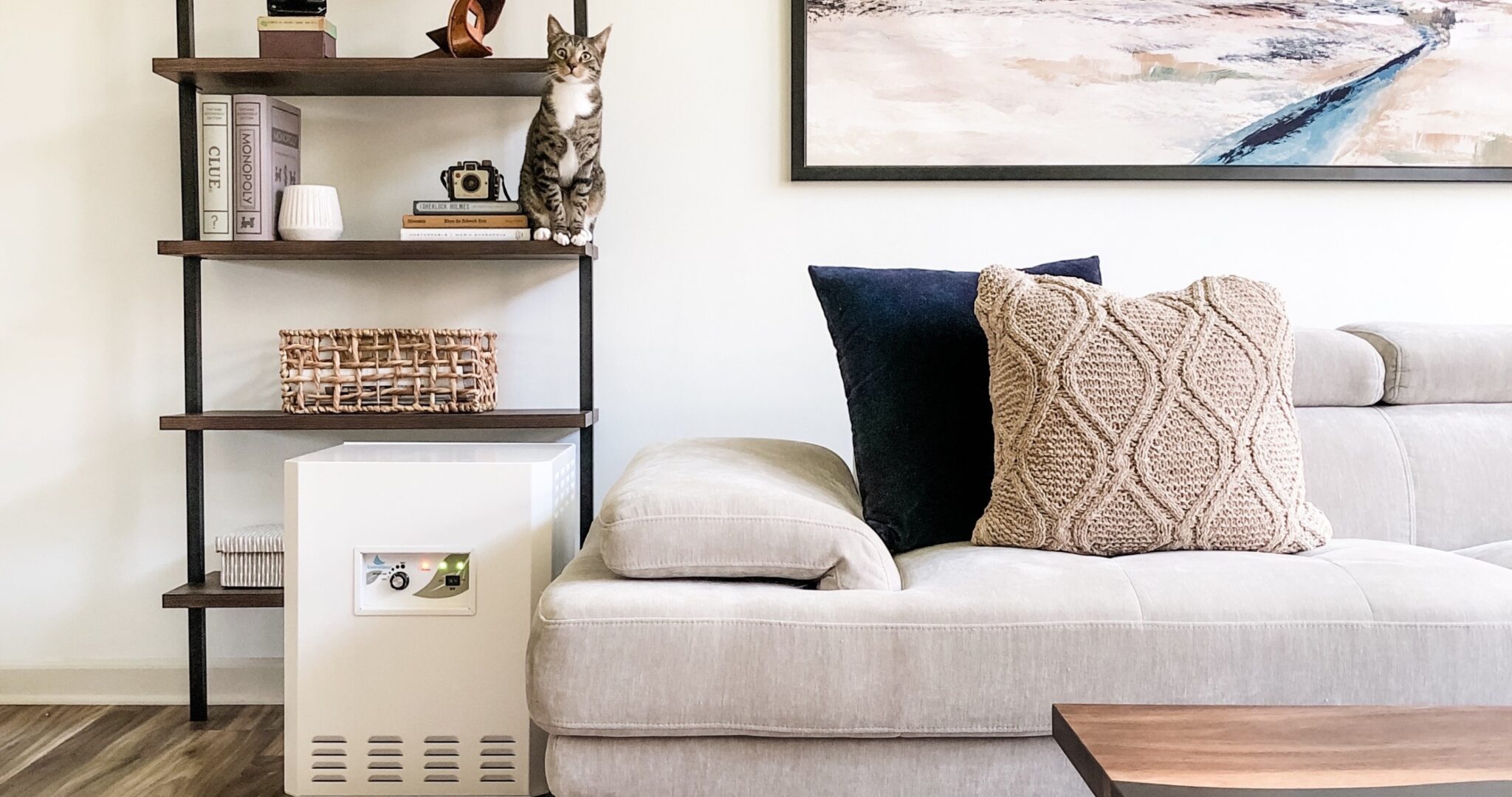 Black Mold vs Dust in Your Home – What’s the Difference - EnviroKlenz